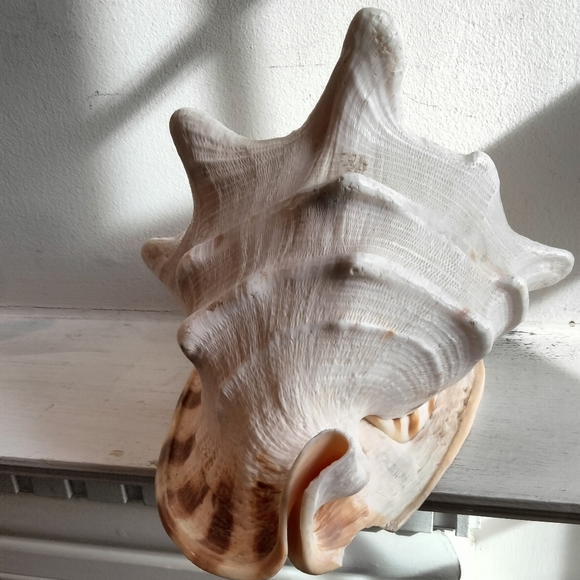 Vintage | Accents | Vintage Large Horned King Queen Helmet Conch Shell ...